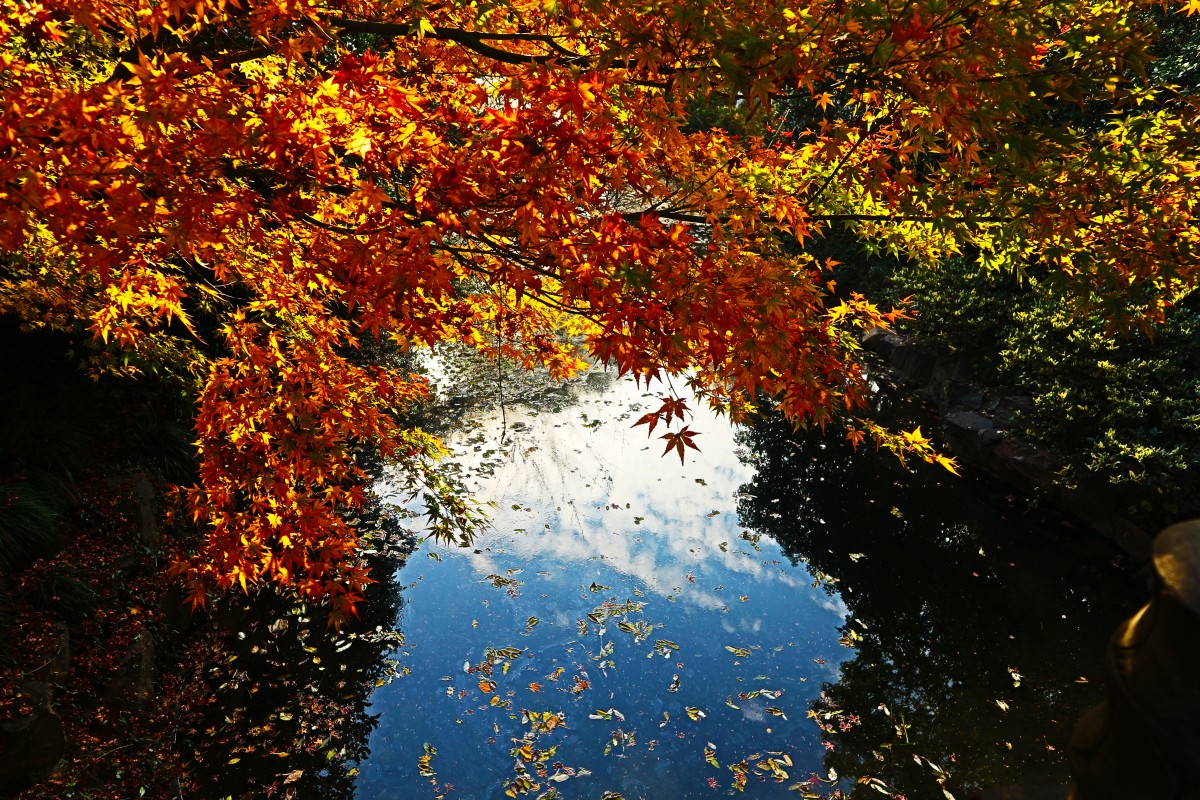 Fall leaves in pond – Hope Unitarian Church – Tulsa, Oklahoma